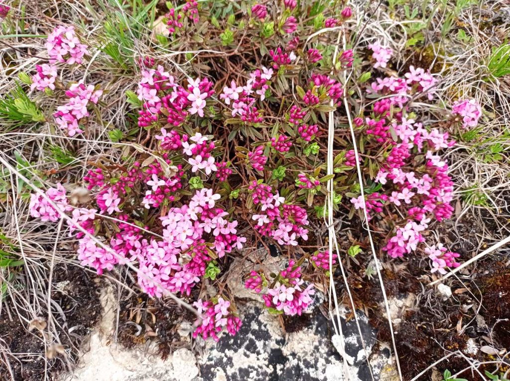1. Riszeg-tető - EKE Vándortábor